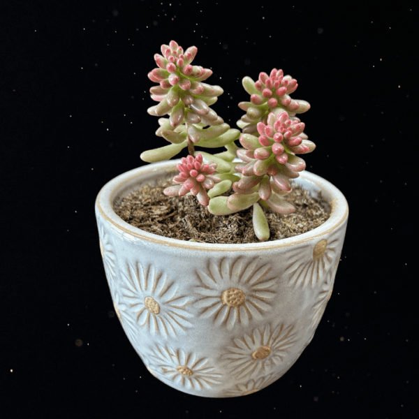 Daisy Bean Linard Floral
